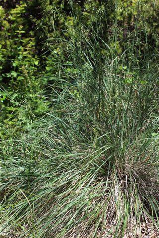Plant Collections - California Natives - Page 1 - Devil Mountain ...