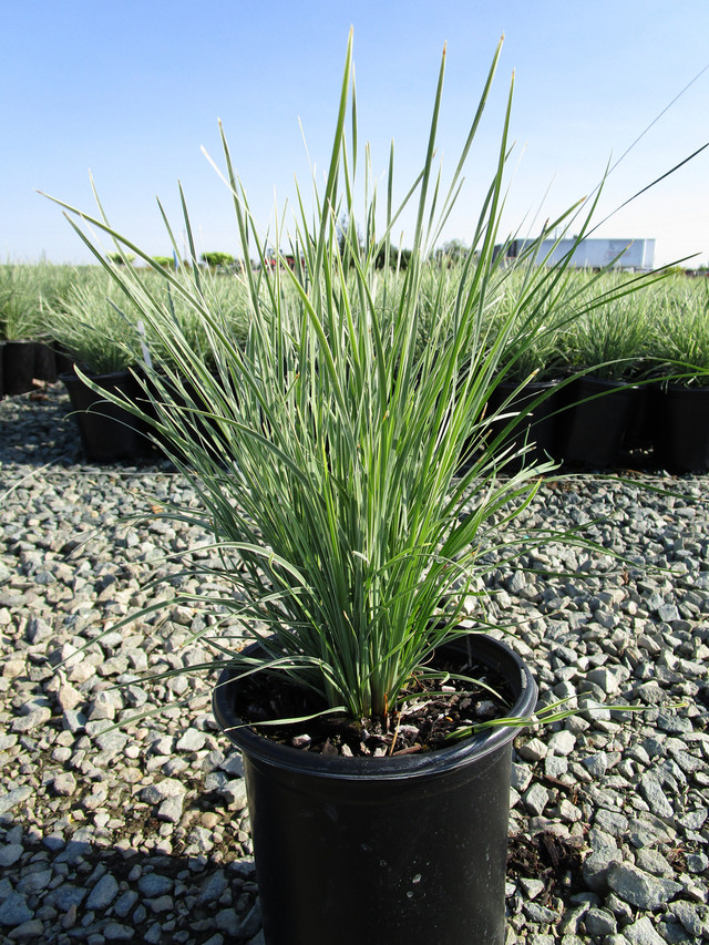 Lomandra longifolia Platinum Beauty® - Devil Mountain Wholesale Nursery