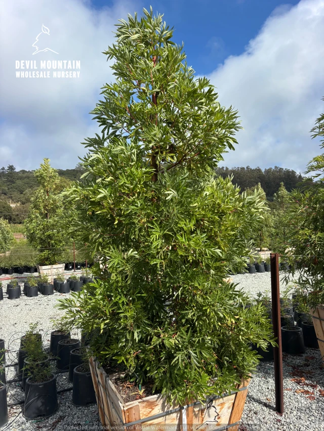 Lyonothamnus floribundus ssp. aspleniifolius - Devil Mountain Wholesale ...