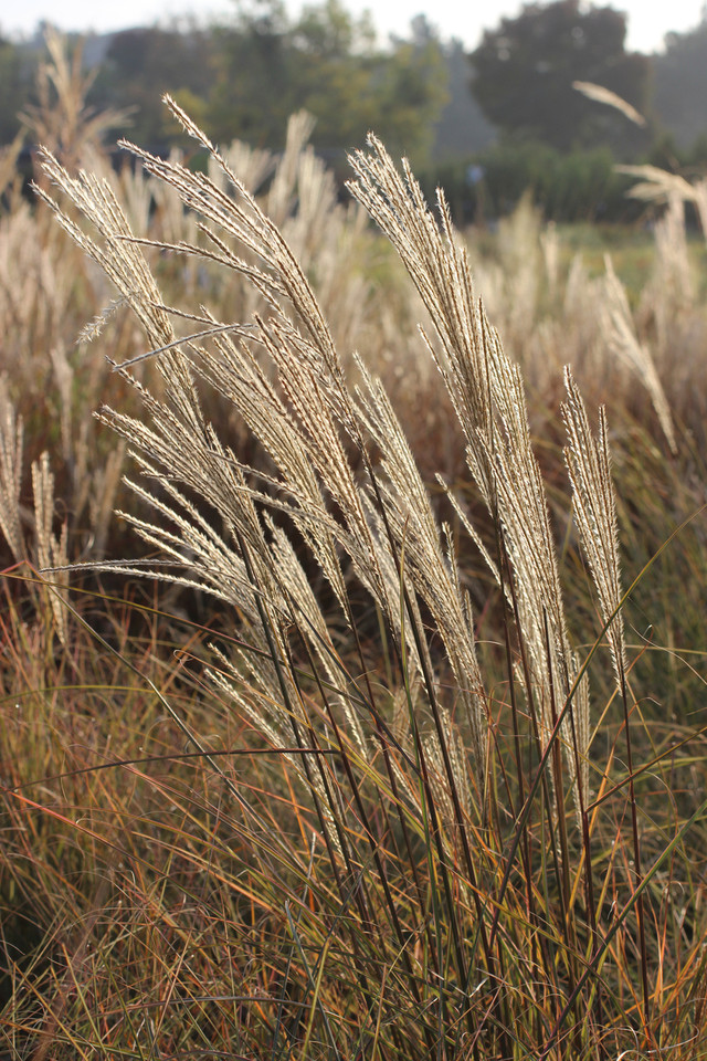 Miscanthus sinensis 'Yaku Jima' - Devil Mountain Wholesale Nursery