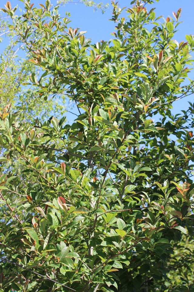 Nyssa sylvatica Afterburner® - Devil Mountain Wholesale Nursery