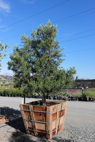 Olea europaea 'Arizona Fruitless' - Devil Mountain Wholesale Nursery