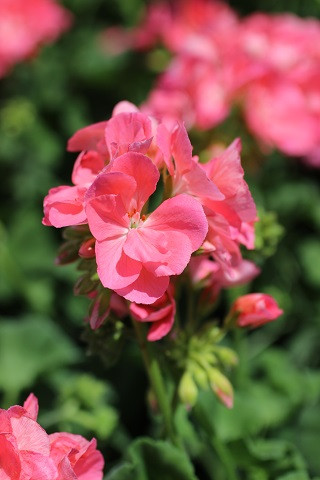 Pelargonium hortorum Zonal - Devil Mountain Wholesale Nursery