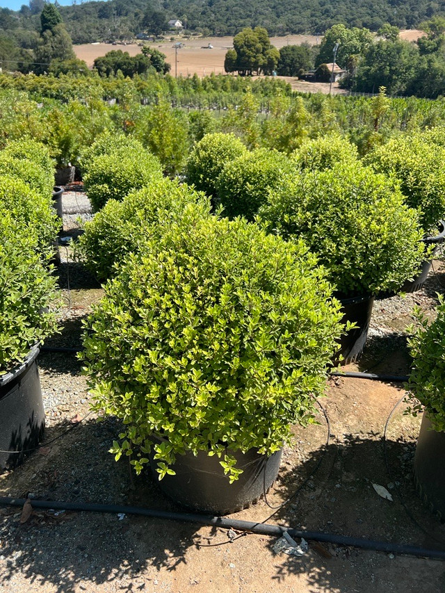 Pittosporum tenuifolium Beach Ball™ - Devil Mountain Wholesale Nursery