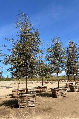 Quercus canbyi - Devil Mountain Wholesale Nursery