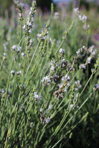 Lavandula intermedia 'Alba' - Devil Mountain Wholesale Nursery