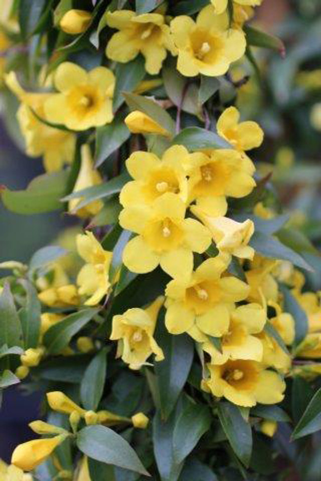 Gelsemium sempervirens - Devil Mountain Wholesale Nursery