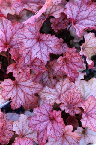 Heuchera 'Bressingham Hybrids' - Devil Mountain Wholesale Nursery