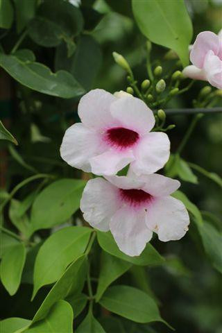 Pandorea jasminoides 'Rosea' - Devil Mountain Wholesale Nursery