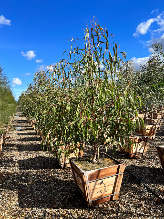 Eucalyptus spathulata - Devil Mountain Wholesale Nursery