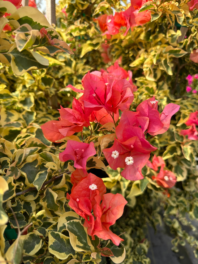 Bougainvillea 'Torch Glow' - Devil Mountain Wholesale Nursery