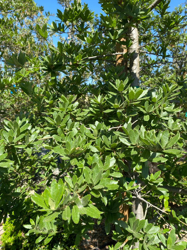 Quercus Kindred Spirit® - Devil Mountain Wholesale Nursery
