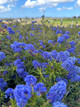 Ceanothus 'Concha' (Blue) - Devil Mountain Wholesale Nursery