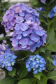 Hydrangea macrophylla 'Blue Danube' - Devil Mountain Wholesale Nursery