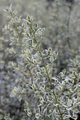 Rhamnus alaternus 'Variegata' - Devil Mountain Wholesale Nursery