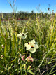 Dietes (Moraea) vegeta/iridioides - Devil Mountain Wholesale Nursery