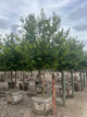 Lagerstroemia 'Muskogee' - Devil Mountain Wholesale Nursery