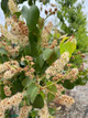 Prunus ilicifolia ssp. lyonii - Devil Mountain Wholesale Nursery