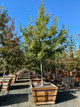 Quercus Kindred Spirit® - Devil Mountain Wholesale Nursery