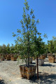 Quercus Kindred Spirit® - Devil Mountain Wholesale Nursery