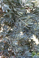 Podocarpus elongatus Icee Blue - Devil Mountain Wholesale Nursery
