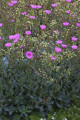 Calandrinia spectabilis - Devil Mountain Wholesale Nursery