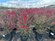 Leptospermum scoparium 'Ruby Glow' - Devil Mountain Wholesale Nursery
