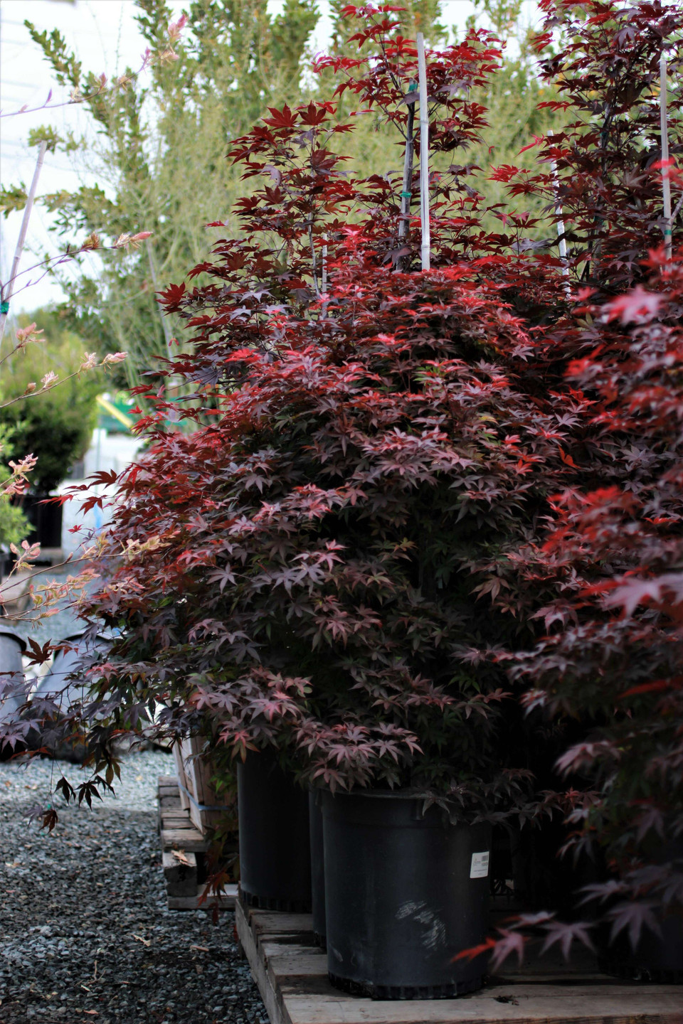 Acer palmatum 'Twombly's Red Sentinel' - Devil Mountain Wholesale Nursery
