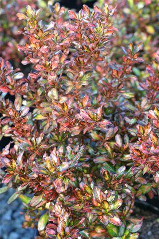 Coprosma 'Rainbow Surprise' (Gold/Pink) - Devil Mountain Wholesale Nursery
