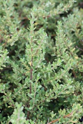 Coprosma 'Rainbow Surprise' - Devil Mountain Wholesale Nursery