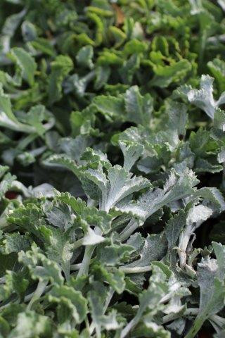 Lessingia filaginifolia 'Silver Carpet' - Devil Mountain Wholesale Nursery