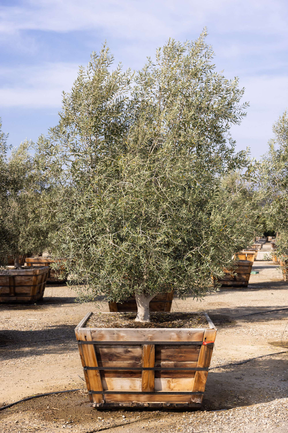 Olea europaea Swan Hill Olives® - Devil Mountain Wholesale Nursery