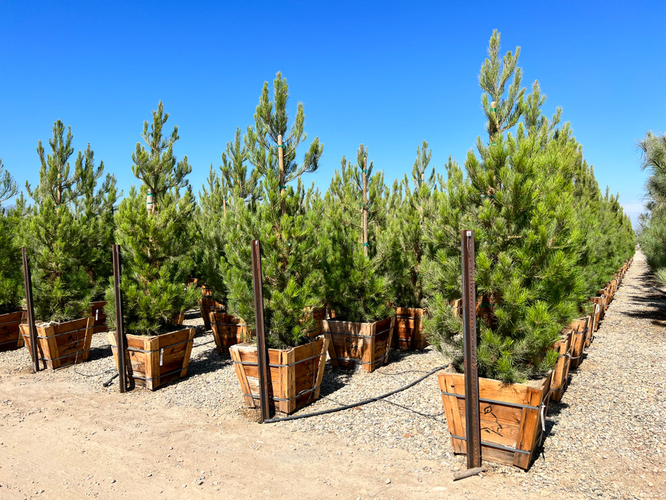 Pinus eldarica - Devil Mountain Wholesale Nursery
