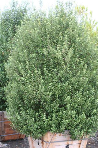 Pittosporum tenuifolium 'Silver Sheen' - Devil Mountain Wholesale Nursery