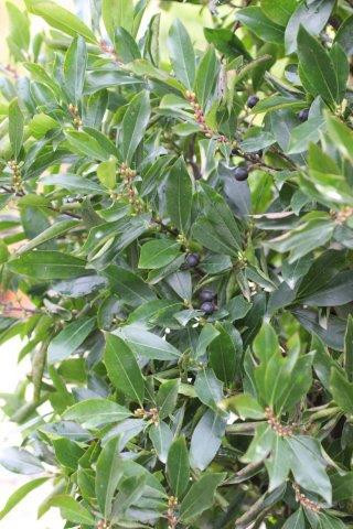 Xylosma congestum 'Compacta' - Devil Mountain Wholesale Nursery