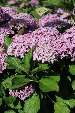 Hydrangea macrophylla 'Blue Danube' - Devil Mountain Wholesale Nursery