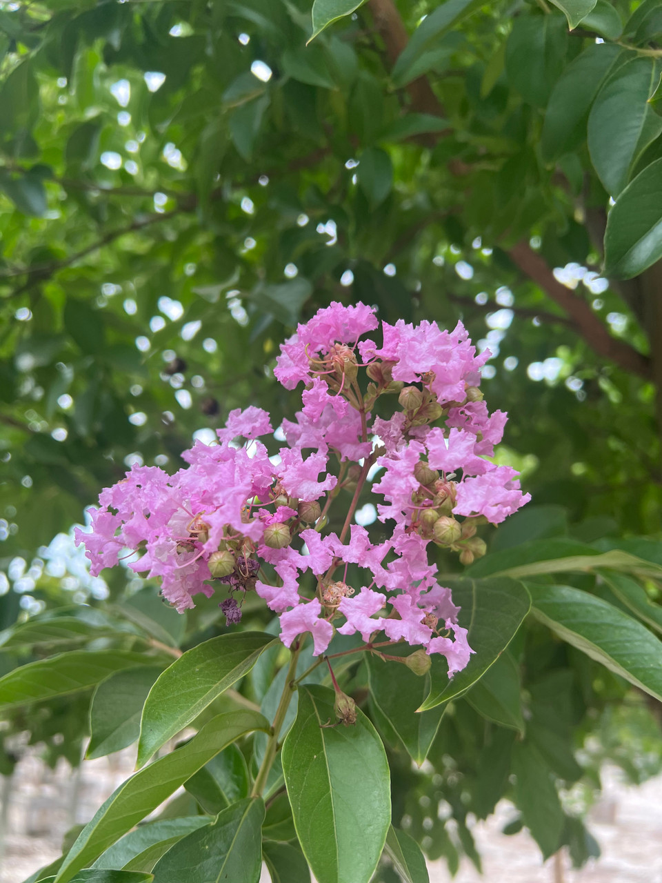 Lagerstroemia 'Muskogee' - Devil Mountain Wholesale Nursery