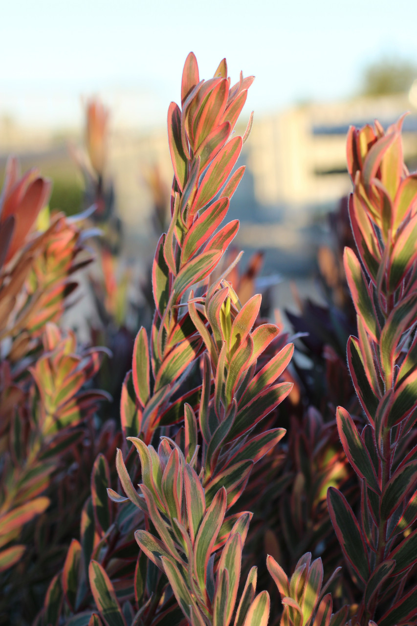 Leucadendron 'Silvan Red' - Devil Mountain Wholesale Nursery