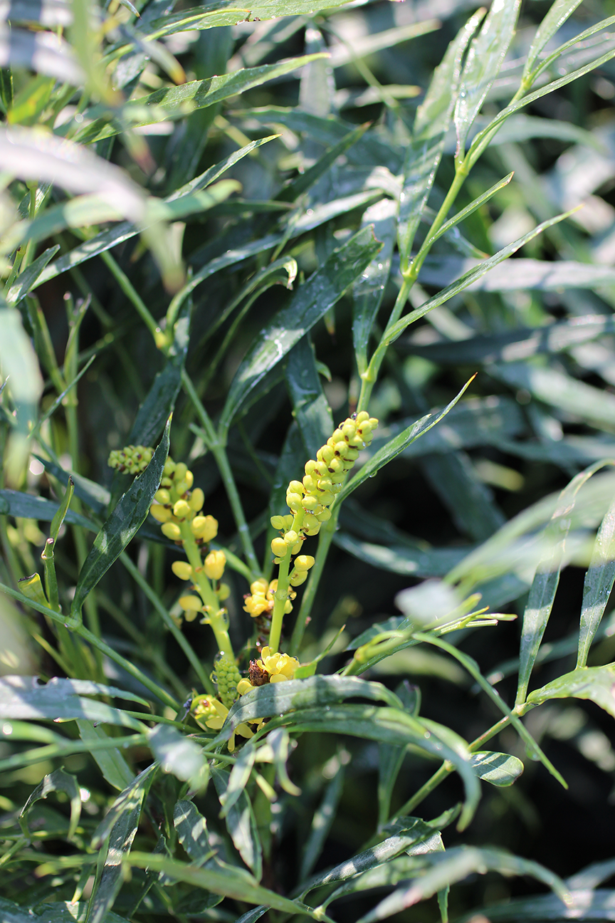 Mahonia 'Soft Caress' - Devil Mountain Wholesale Nursery