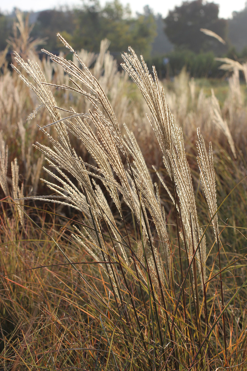 Miscanthus sinensis 'Morning Light' - Devil Mountain Wholesale Nursery