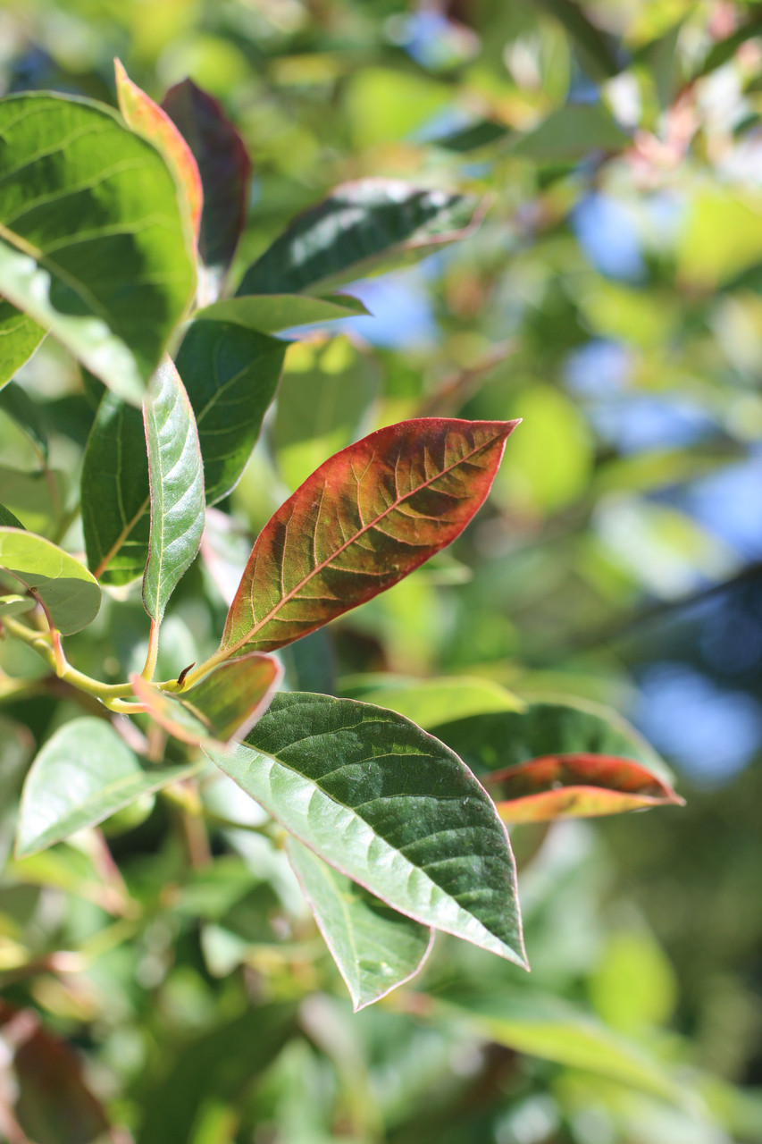 Nyssa sylvatica 'Wildfire' - Devil Mountain Wholesale Nursery