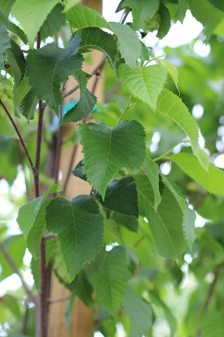 Ostrya virginiana Autumn Treasure® - Devil Mountain Wholesale Nursery