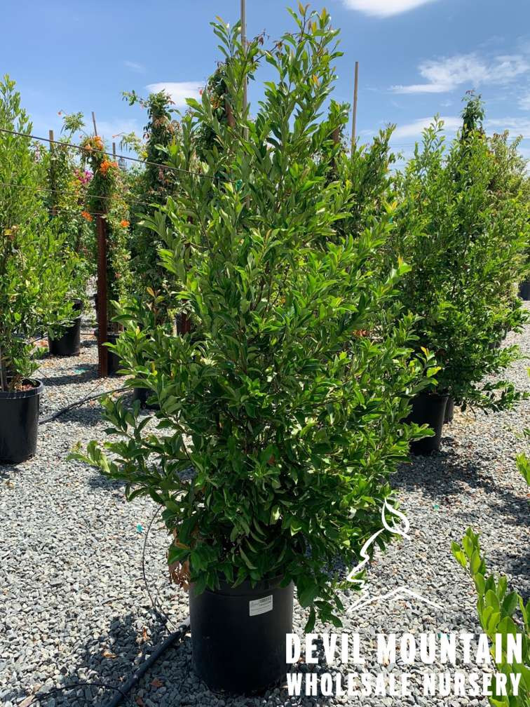 Prunus caroliniana - Devil Mountain Wholesale Nursery