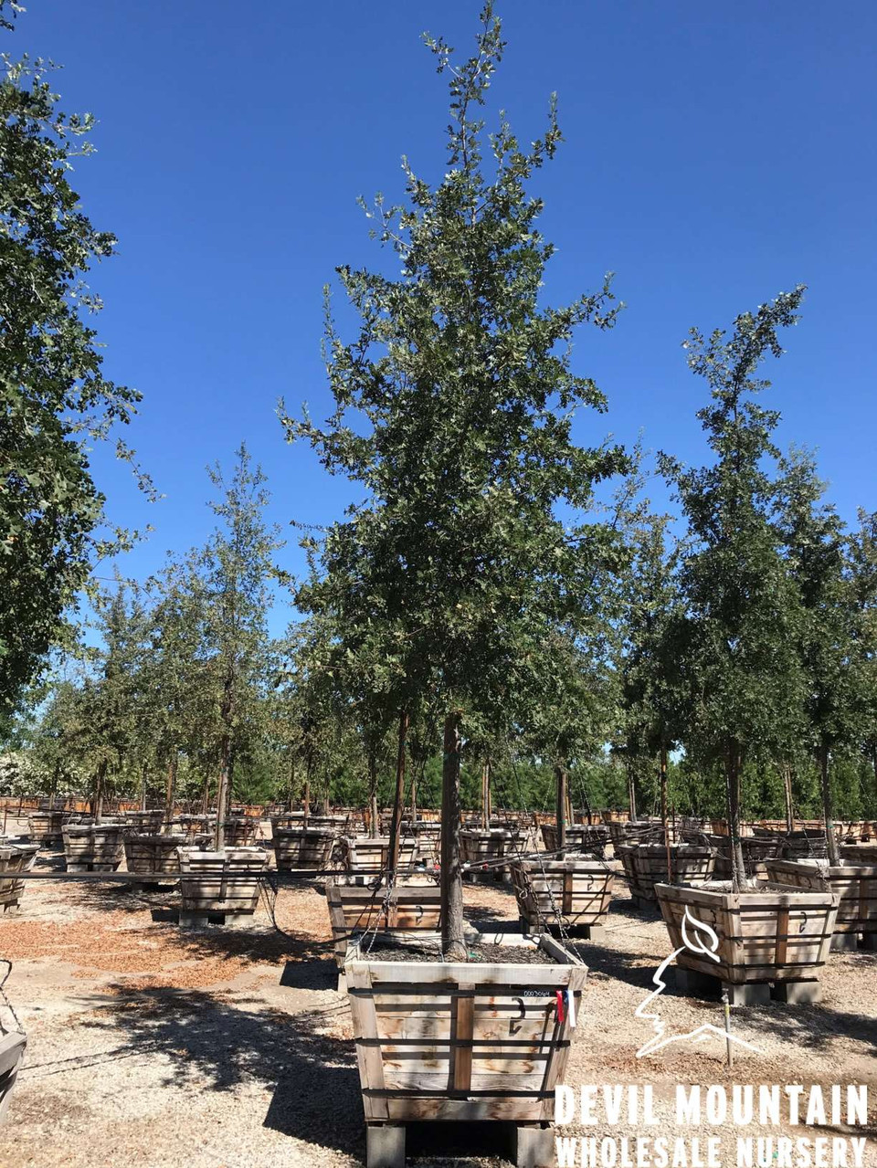 Quercus lobata - Devil Mountain Wholesale Nursery
