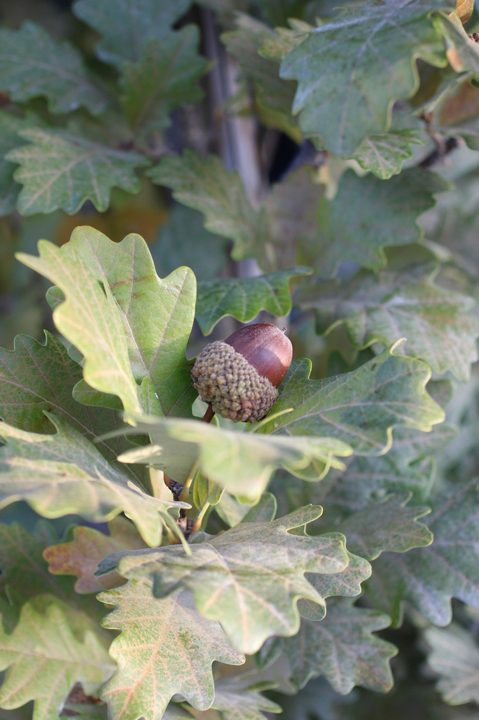 Quercus x 'Kindred Spirit' - Devil Mountain Wholesale Nursery