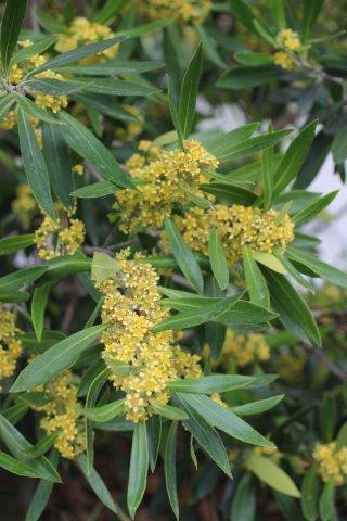 Tristania conferta - Devil Mountain Wholesale Nursery