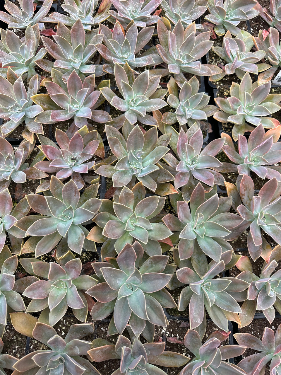 Graptoveria 'Fred Ives' - Devil Mountain Wholesale Nursery