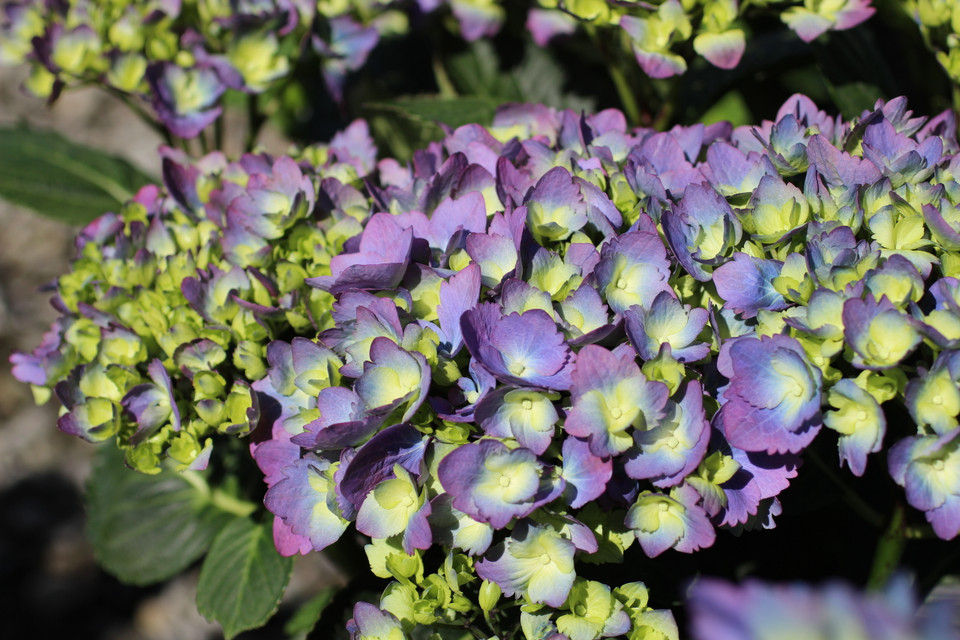 Hydrangea macrophylla 'Mathilda Gutges' - Devil Mountain Wholesale Nursery