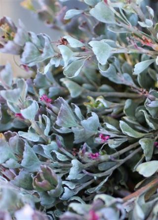 Adenanthos sericeus - Devil Mountain Wholesale Nursery
