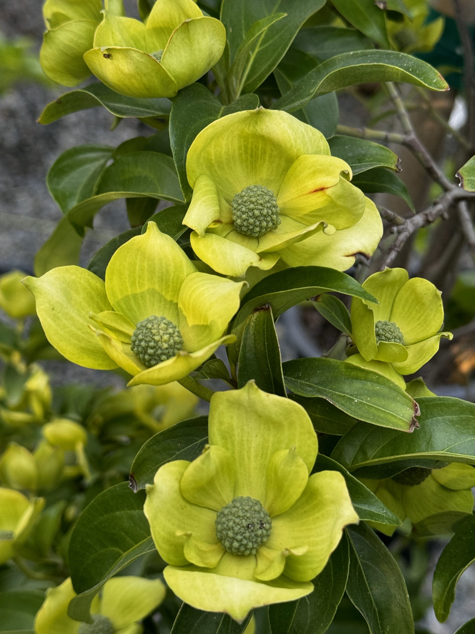 Cornus capitata 'Mountain Moon' - Devil Mountain Wholesale Nursery